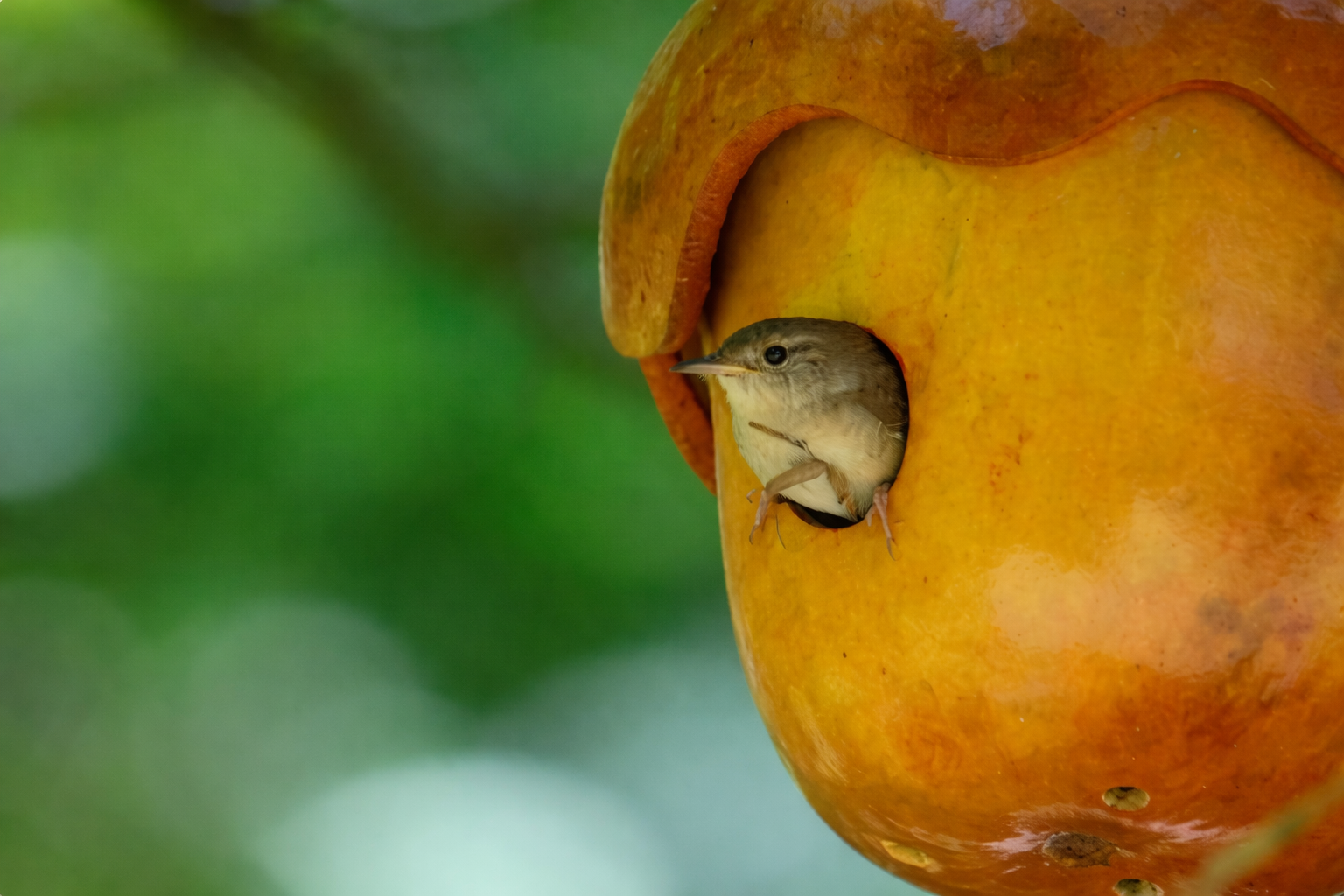 Cottage Style Gourd Birdhouses – Apple & Acorn Garden Decor – Gourdaments