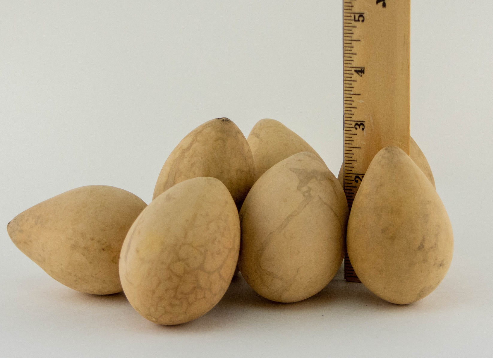 Dried Egg Gourds for Crafting - Box of 50 - Ready for your Creation ...